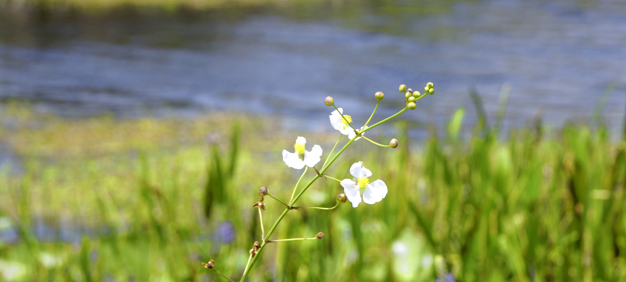 Help Desk - Integrated Hydrologic Model